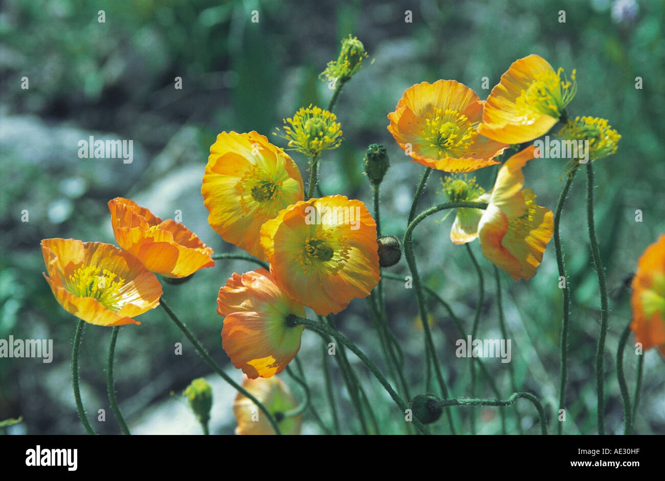 Alpine Poppy flowers (Papaver alpinum). Altai. Siberia. Russia Stock ...