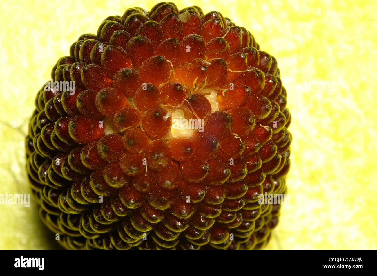 Decorative red corn cob Stock Photo - Alamy