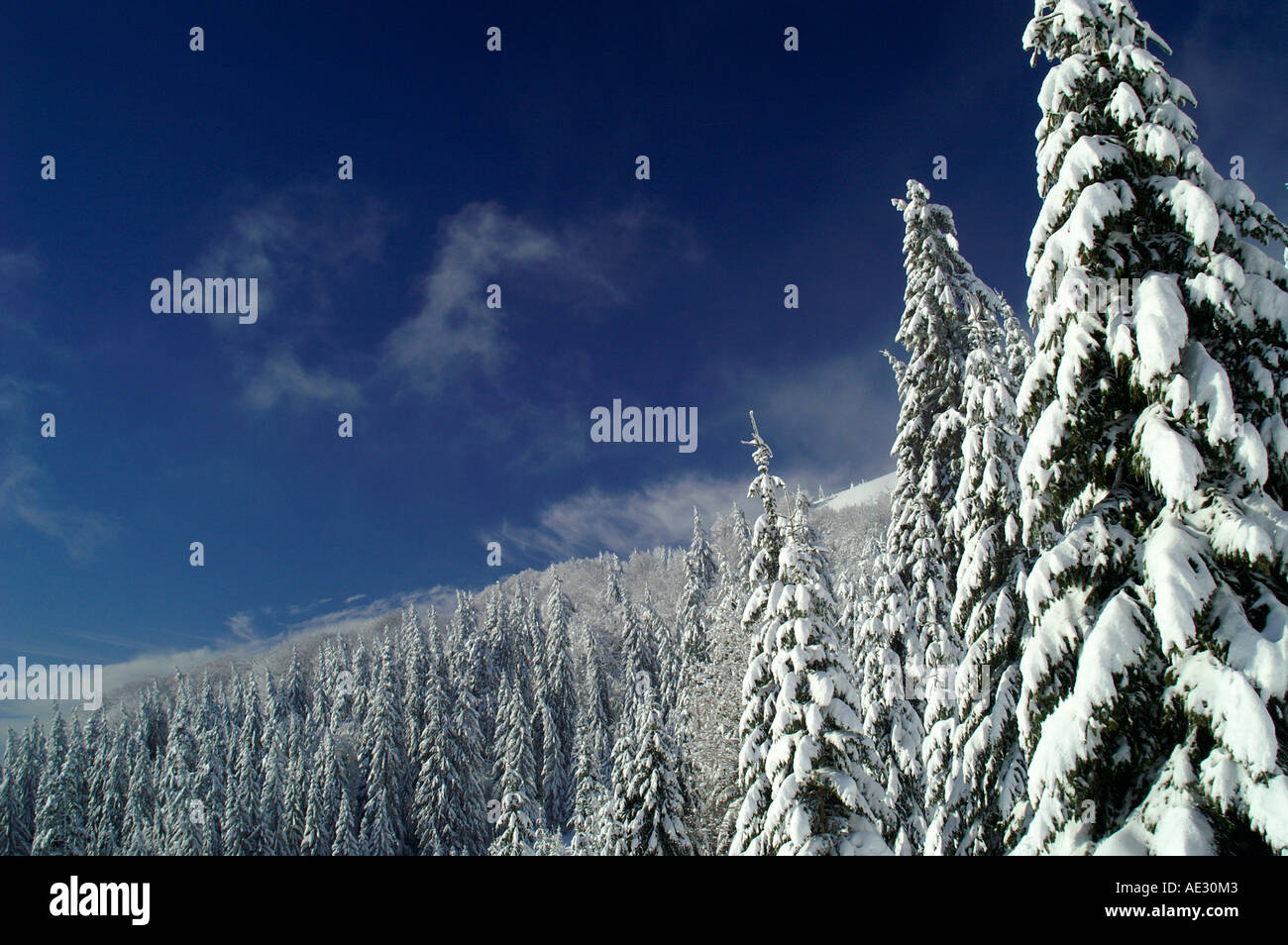 Spruce forest covered with snow, mountainside of Mt. Zvolen, Slovak ...