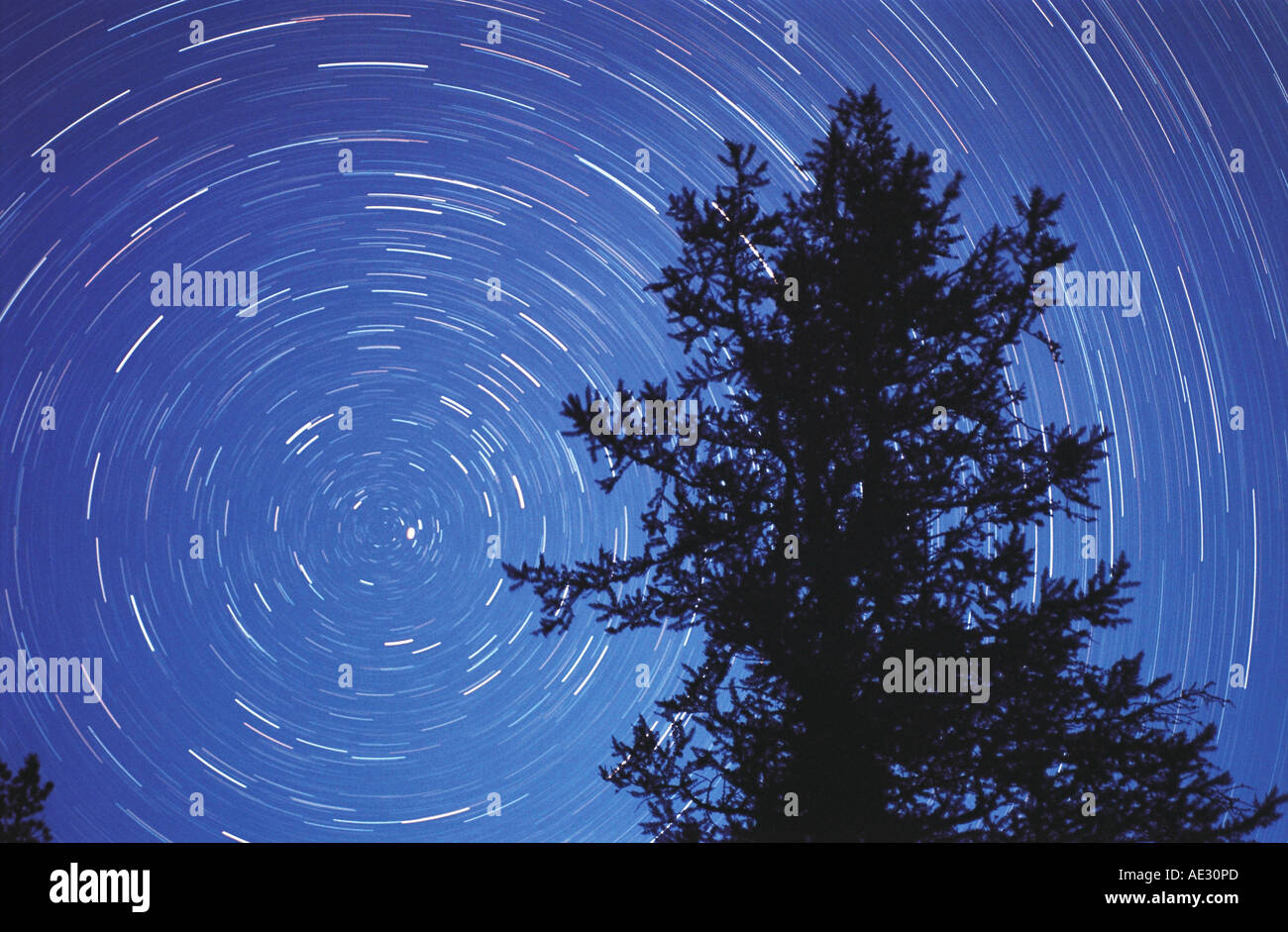 Starry sky over a larch tree. The North-Chuya Range. Altai. Siberia ...