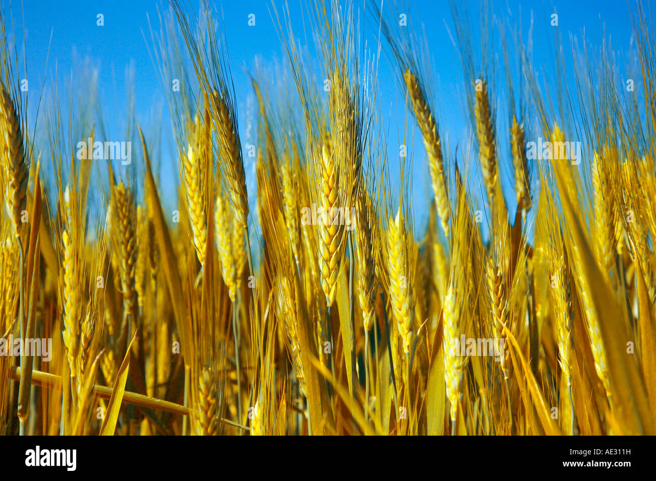 Farmer moving ears wheat hi-res stock photography and images - Alamy