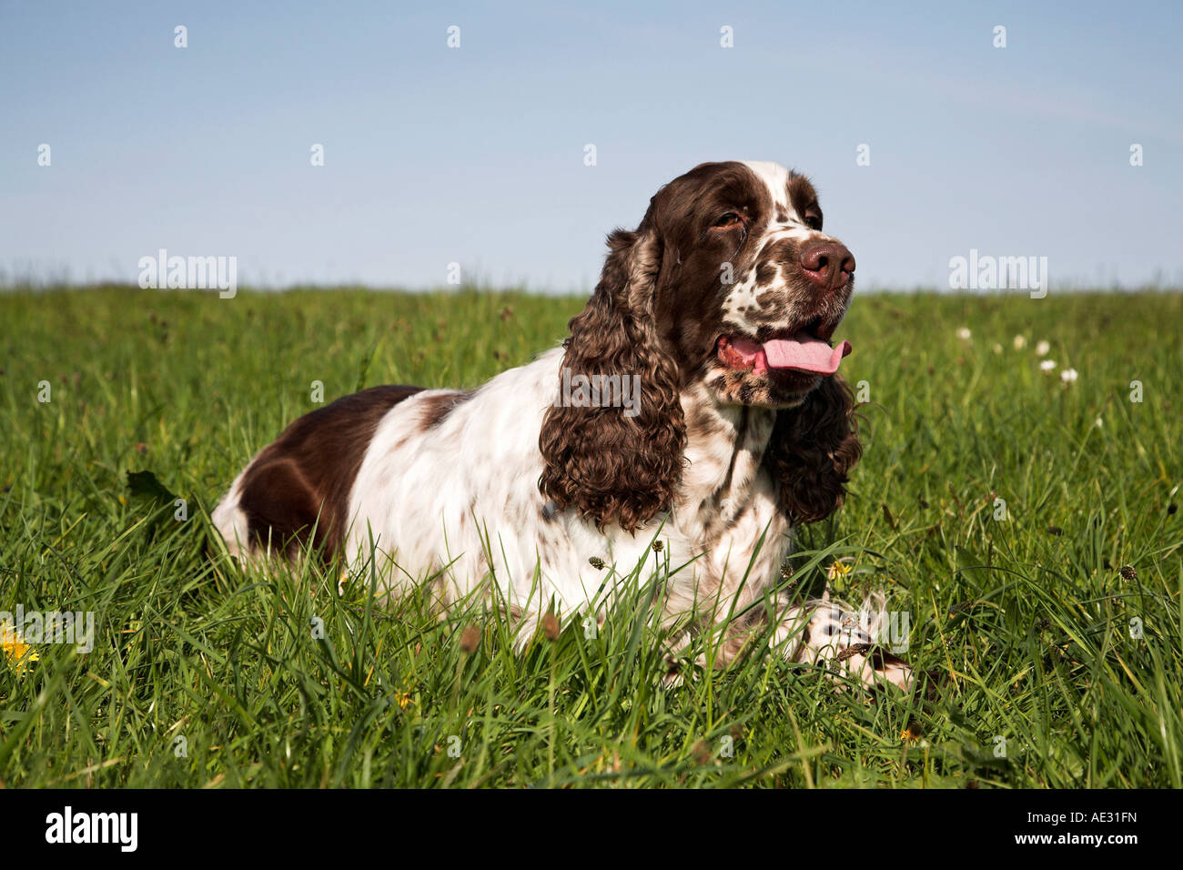 English Springer Spaniel resting gundog gun dog retrieving spaniel ...