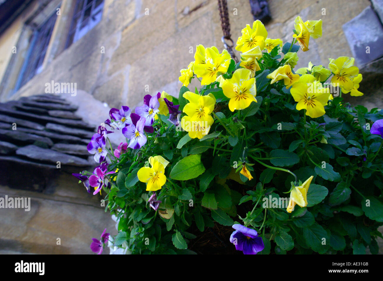 Planting violets hi-res stock photography and images - Alamy