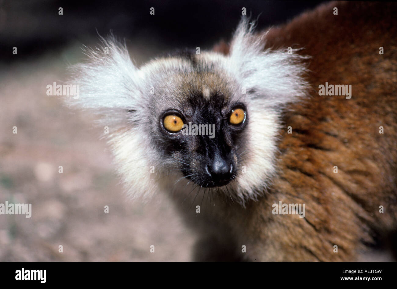le lemur macaco Madagascar Stock Photo - Alamy