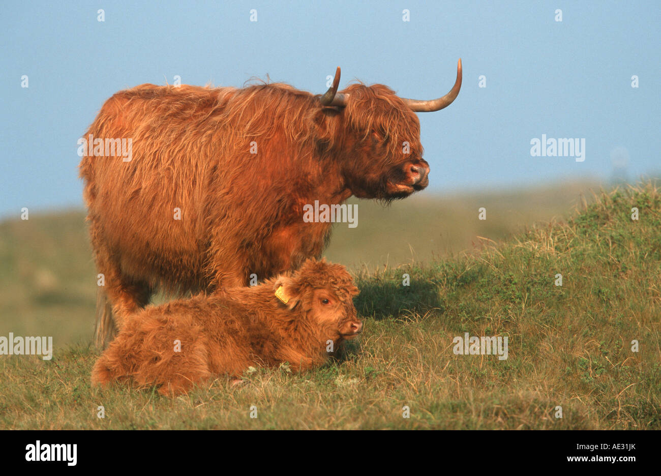 Scottish Highland Cattle (Bos primigenius, Bos taurus), cow with calf ...