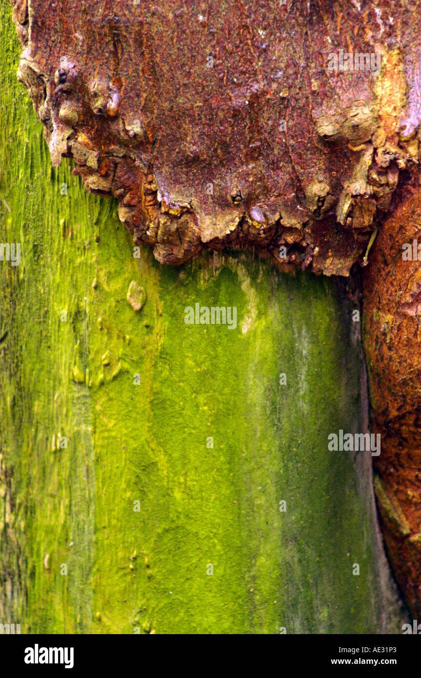 Colourful bark and green wood Stock Photo - Alamy