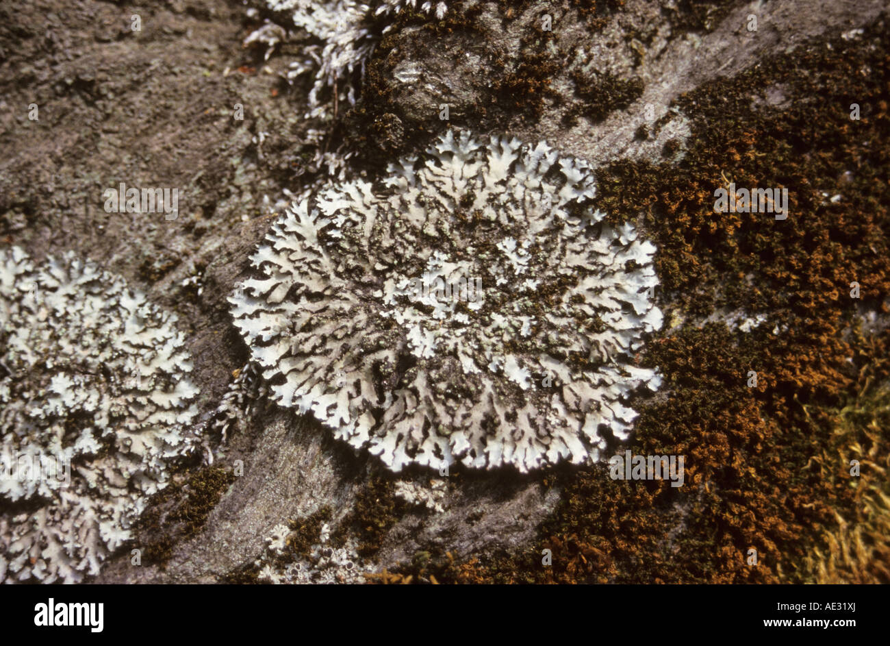 Foliose Lichen on a rock. Great Himalayan National Park, Himachal ...