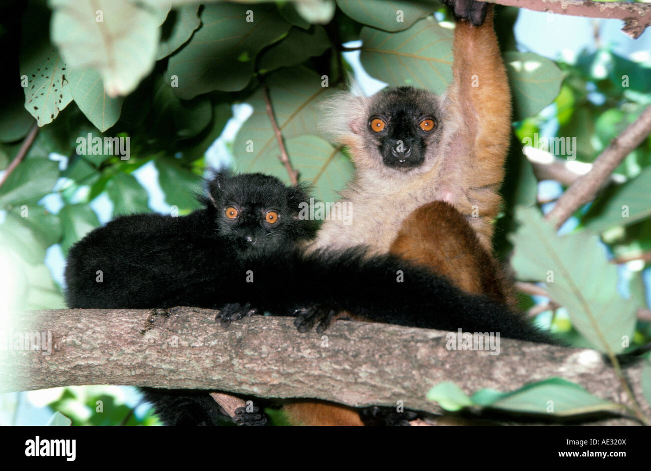 le lemur macaco Madagascar Stock Photo - Alamy