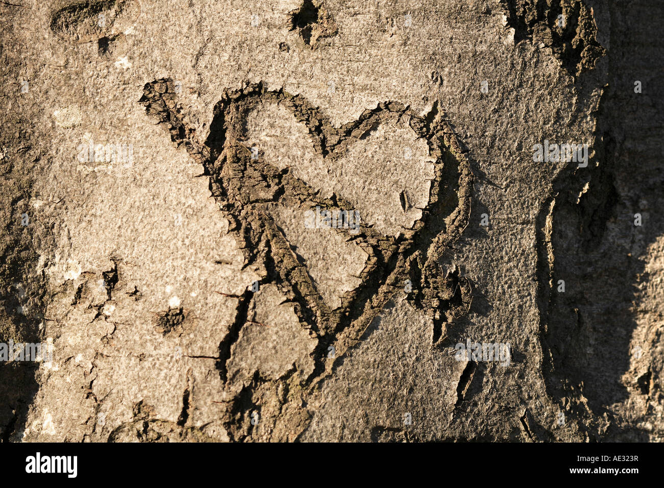 Carved heart in a tree trunk Stock Photo - Alamy