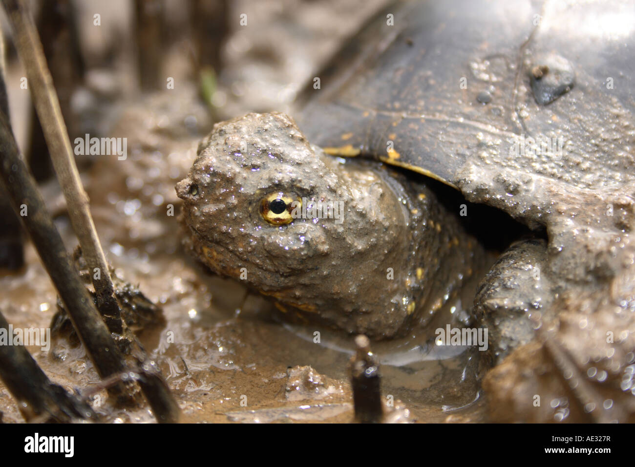 Muddy head of a European pond terrapin on Pag Island in Dalmatia ...