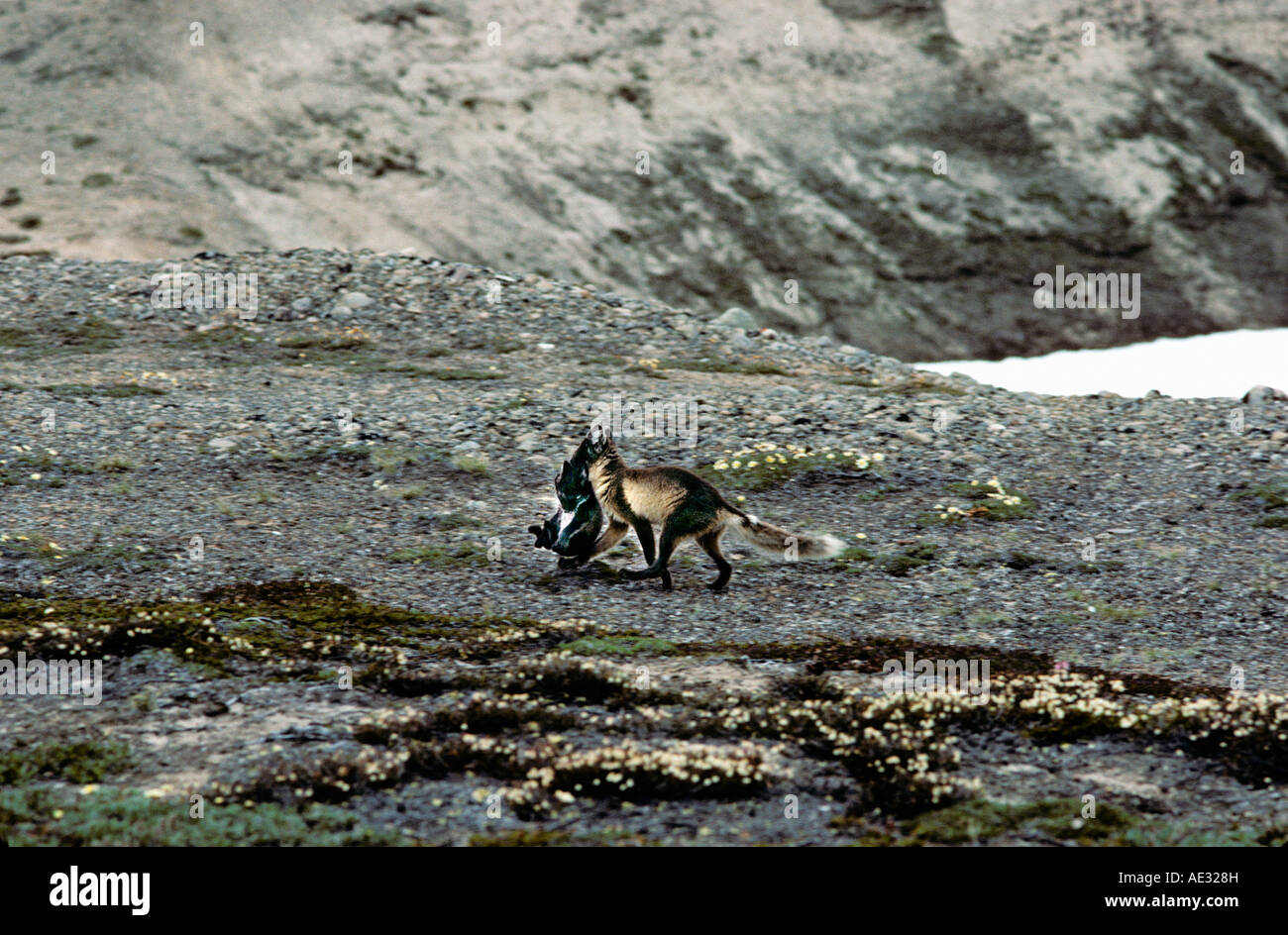 Arctic Fox Alopex lagopus mother and pups Stock Photo - Alamy