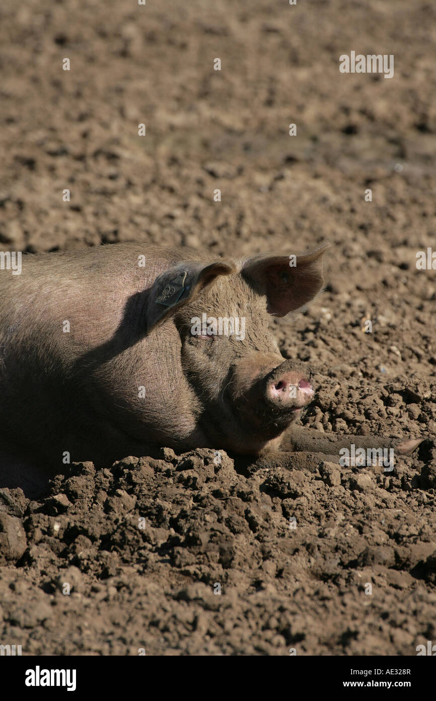 Pig laying in mud Stock Photo - Alamy