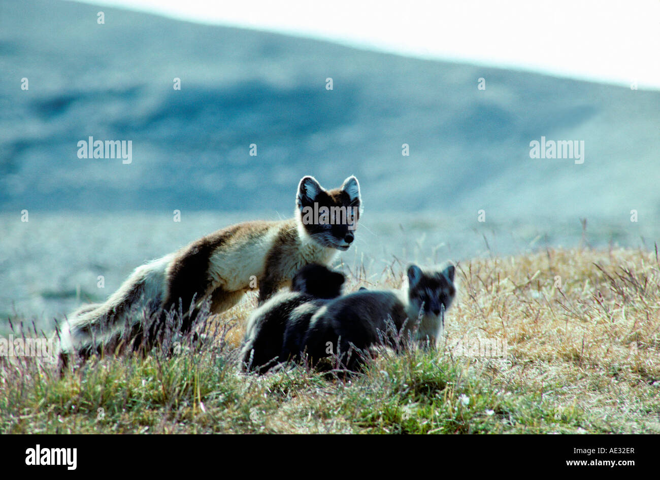 Arctic Fox Alopex lagopus mother and pups Stock Photo - Alamy