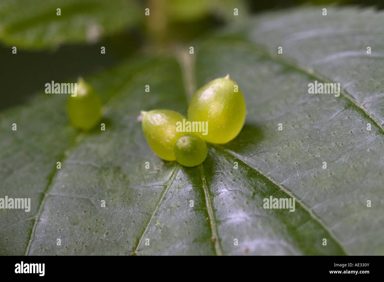 Insect gall on leaf Stock Photo - Alamy