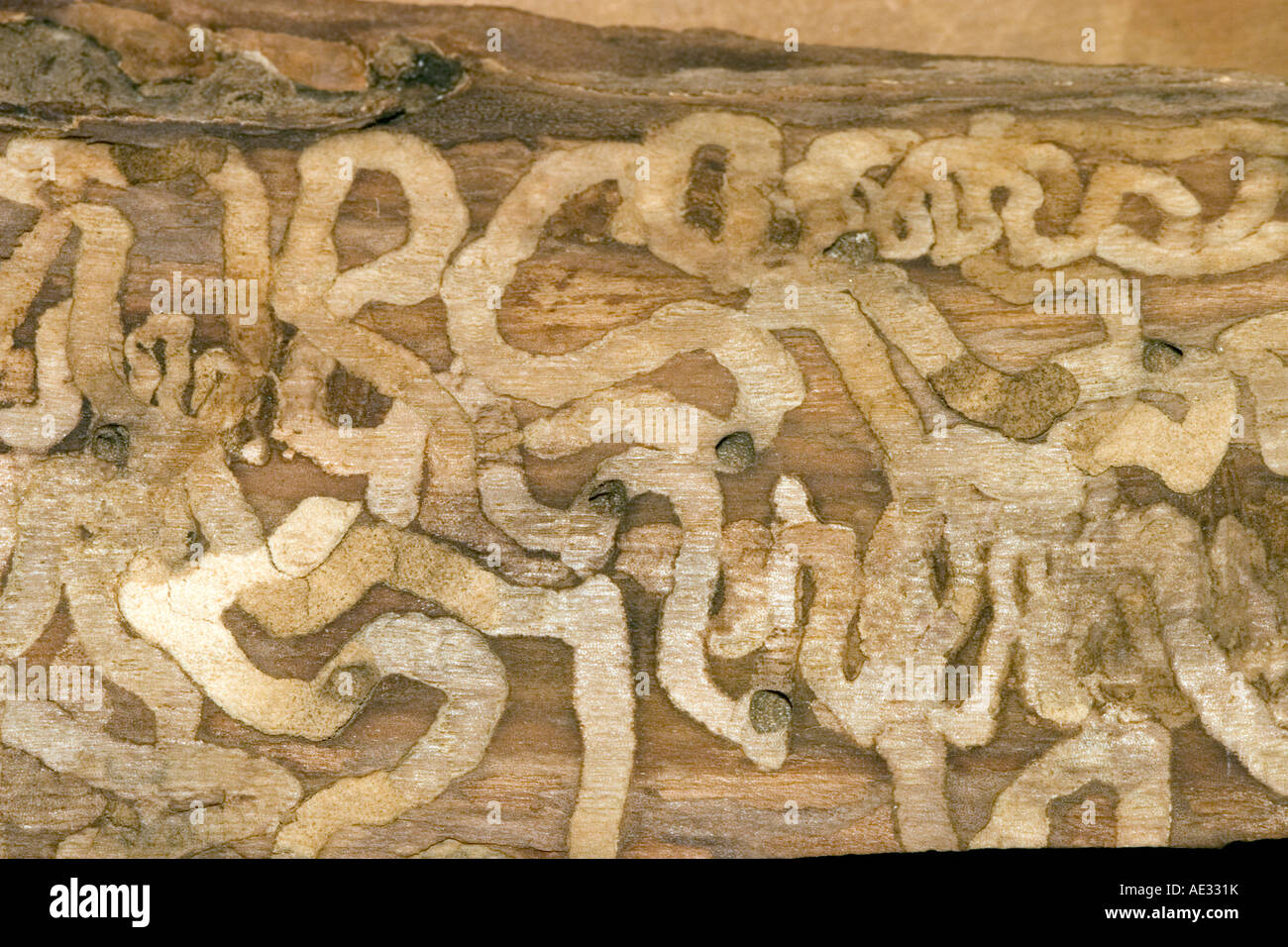 Emerald ash borer damage hi-res stock photography and images - Alamy