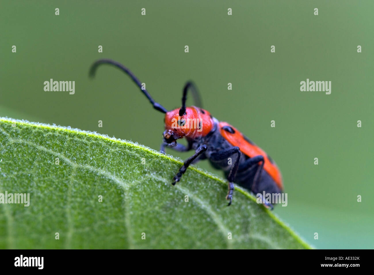 Milkweed longhorn beetle hi-res stock photography and images - Alamy