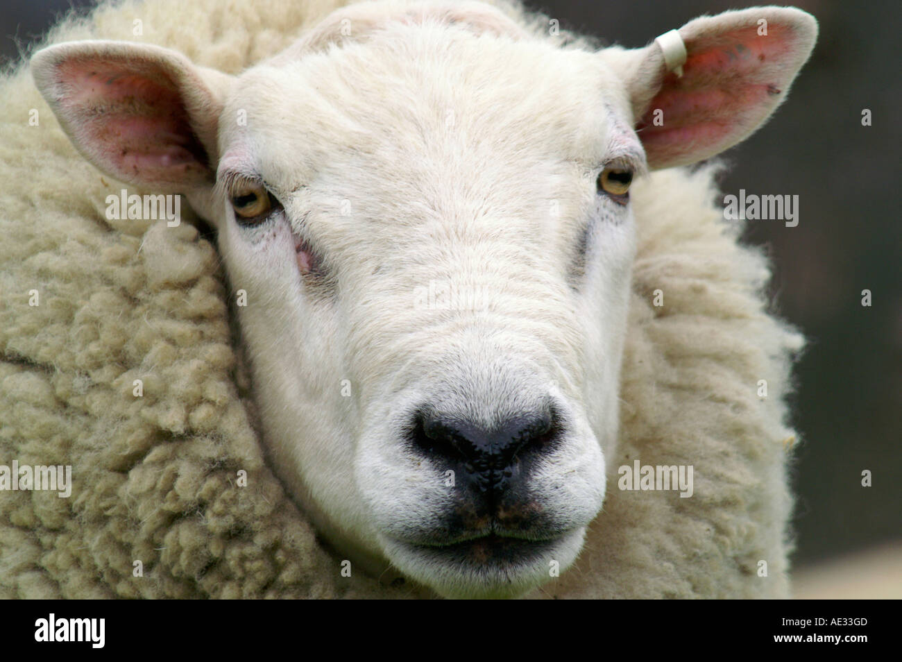 Tup ram hi-res stock photography and images - Alamy