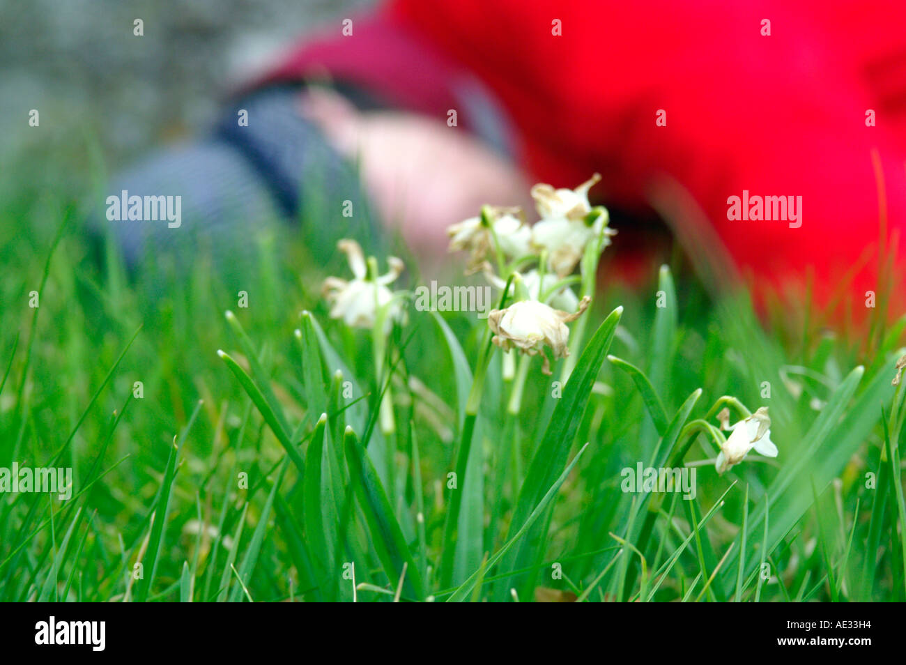Man lying dead on grass behind snowflake flowers Stock Photo - Alamy