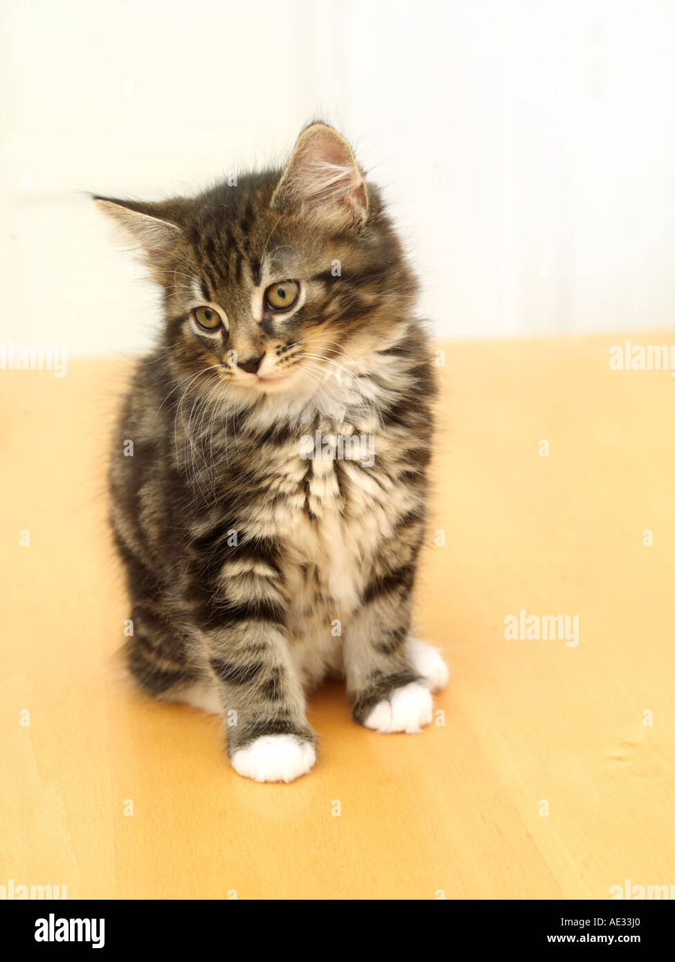 Pretty Tabby Kitten Stock Photo - Alamy