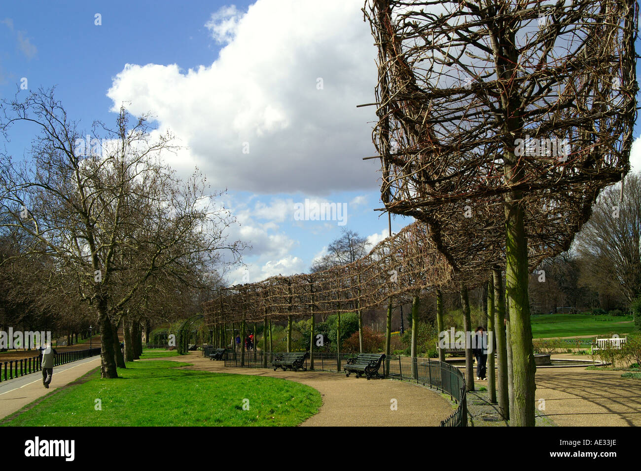 Tree alley in Hyde Park, London Stock Photo - Alamy