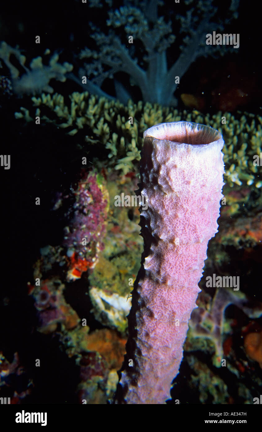 Tube sponge underwater Stock Photo - Alamy