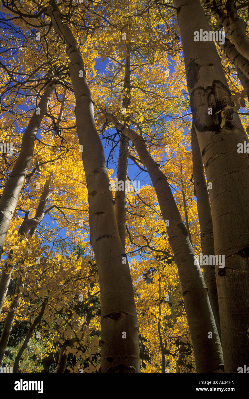 Aspen in autumn near Rock Creek Lake in the Inyo National Forest ...