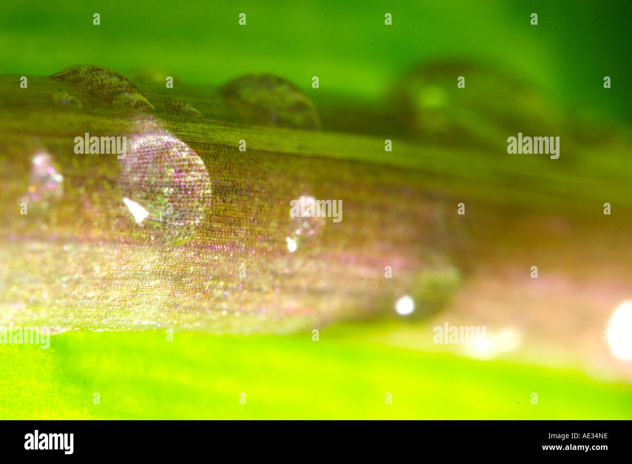 Plant stem, cells detail and dew droplet Stock Photo - Alamy