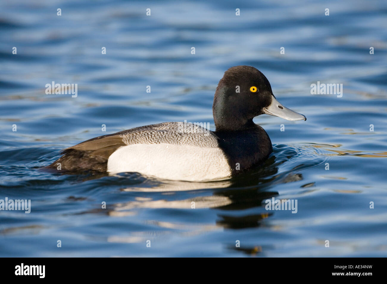 Lesser Scaup Aythya affinis Tucson Pima County Arizona United States 21 ...