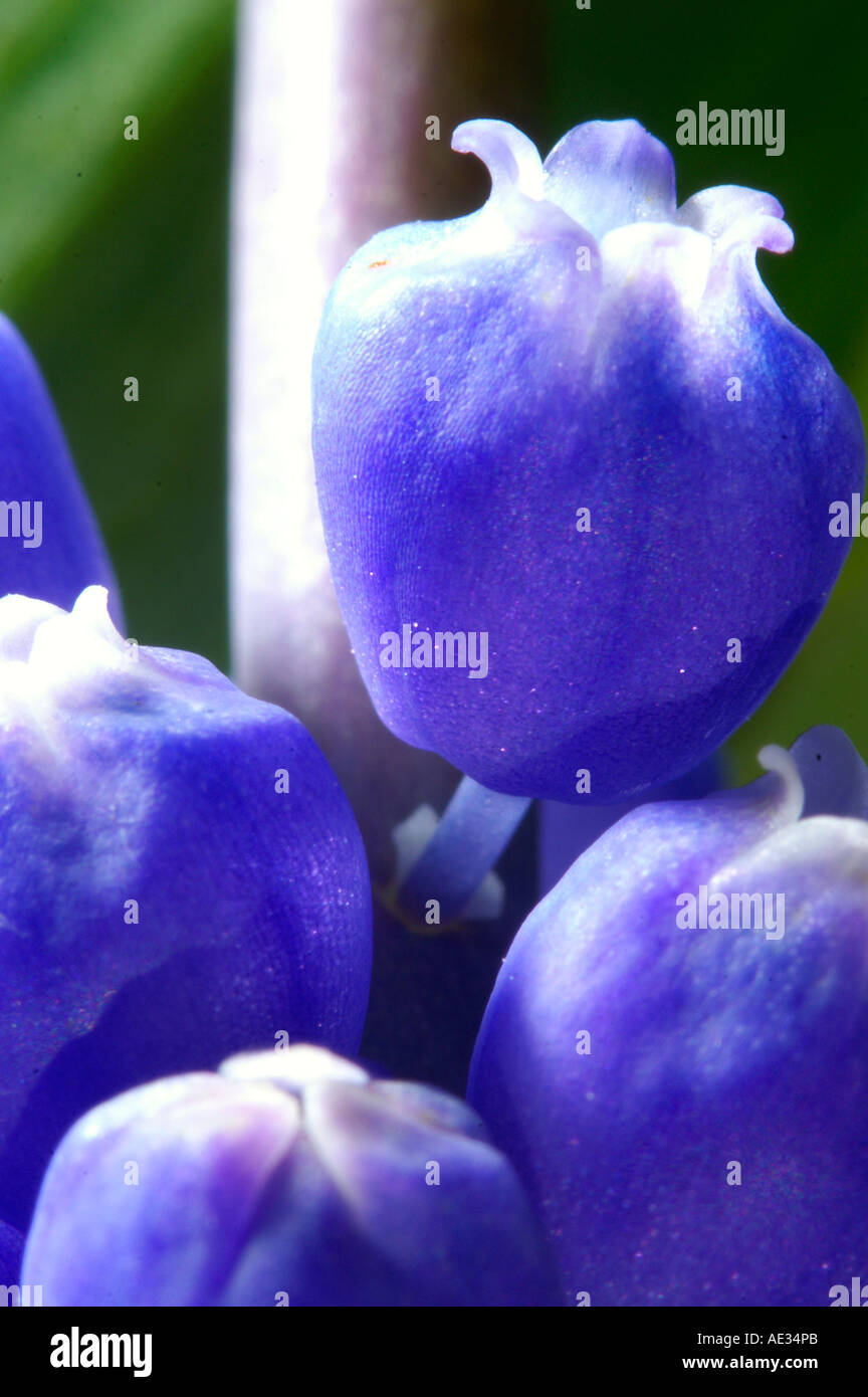Blue flower, blooming detail Stock Photo - Alamy