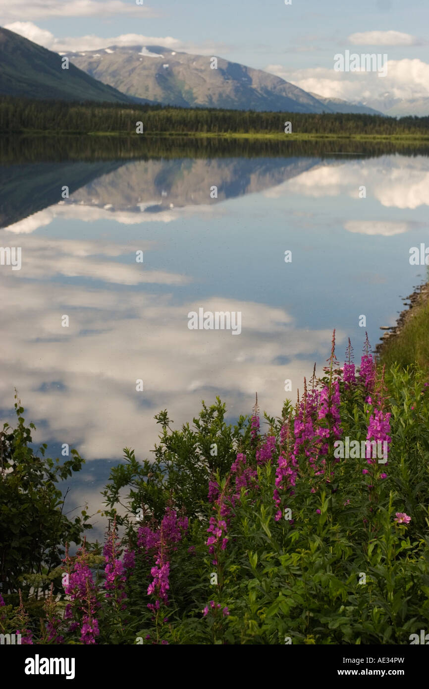 Another classic alaskan summer landscape - fireweed, mountains ...