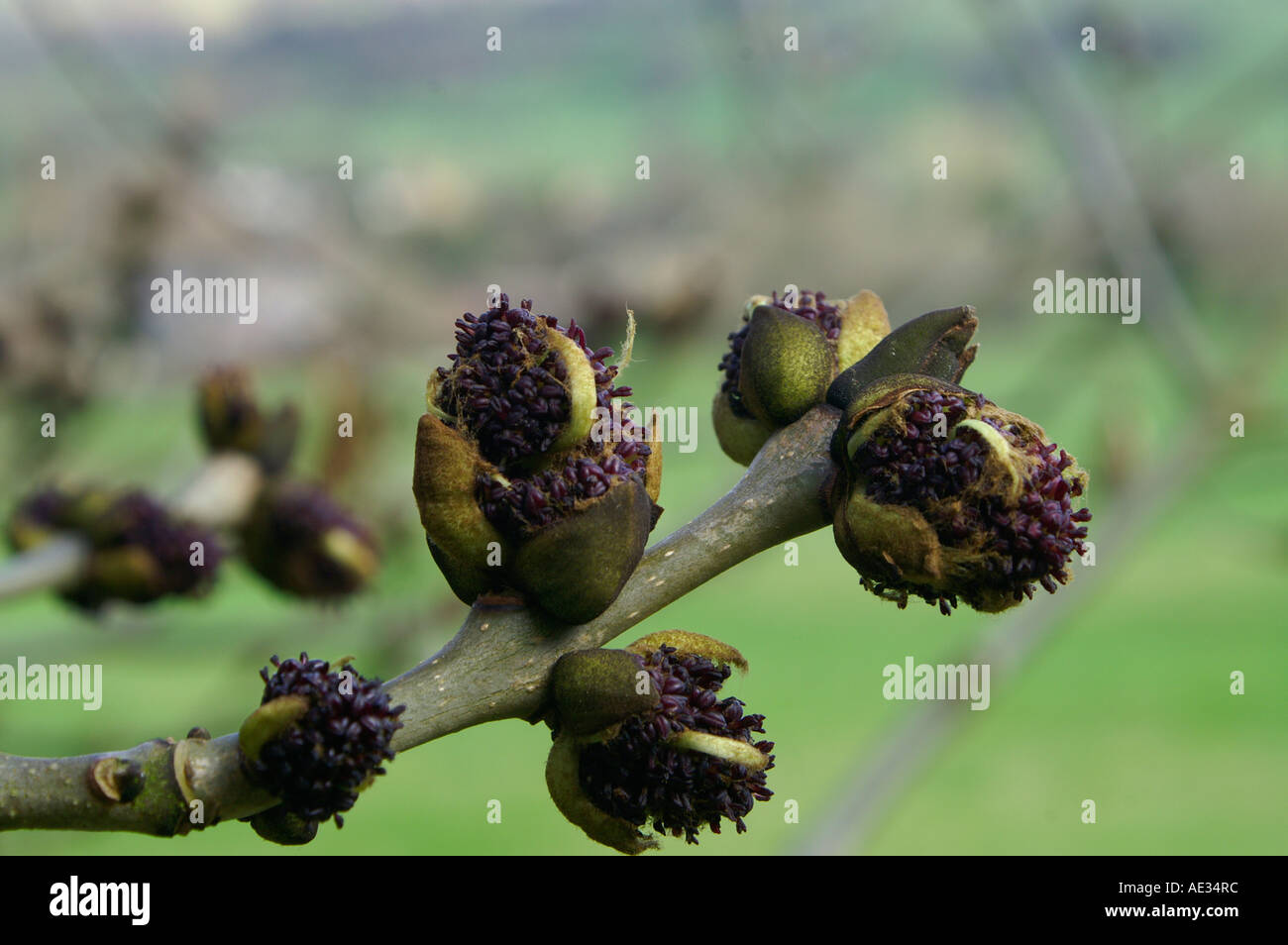 Tree branch with opening buds Stock Photo - Alamy