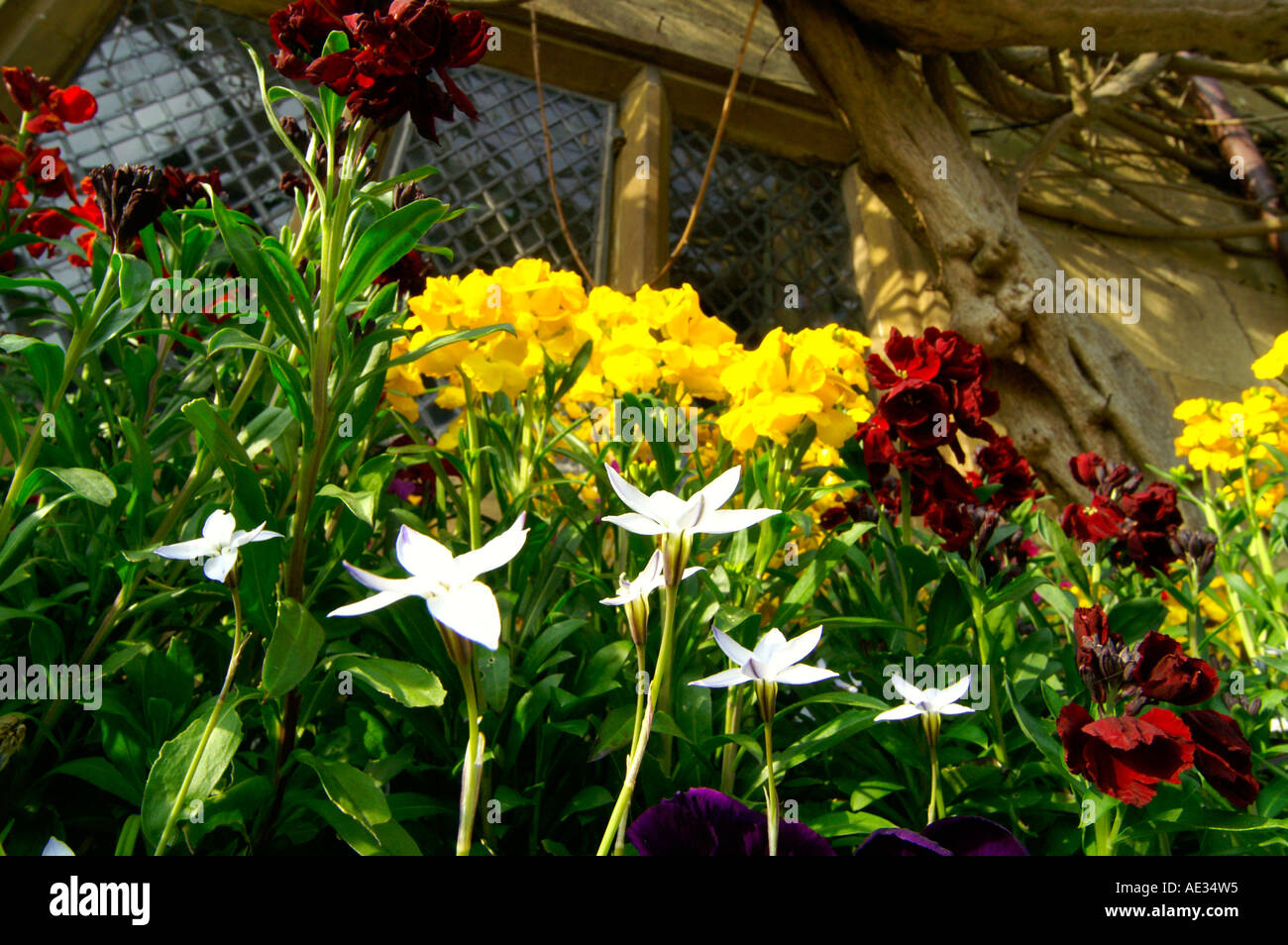 Patch of blooming colourful flowers, Broadway village, Cotswolds Stock ...