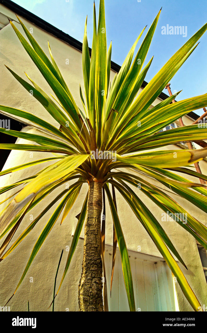 Palm tree in Broadway village, Cotswolds, England Stock Photo - Alamy