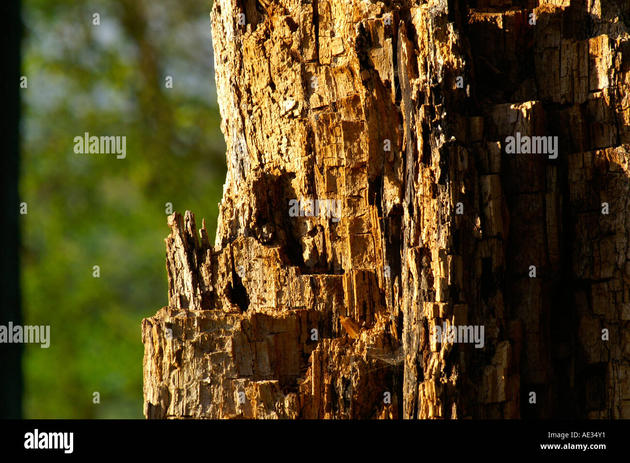 Rotten tree stump Stock Photo - Alamy