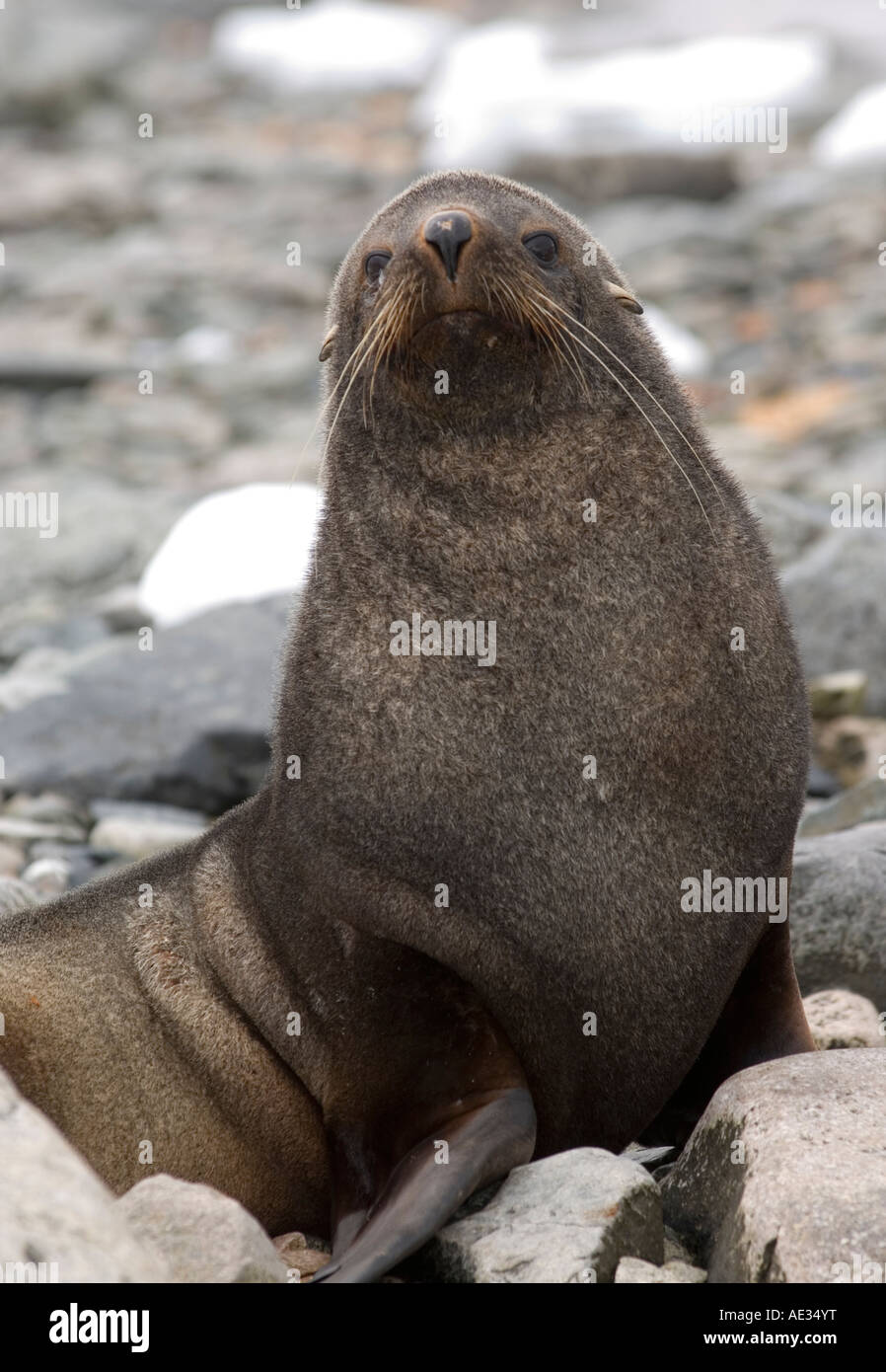 Antarctic ocean cruise brown hi-res stock photography and images - Alamy