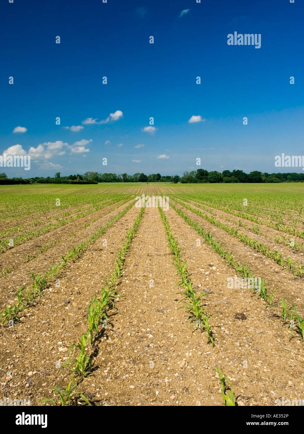 Chaldon hi-res stock photography and images - Alamy