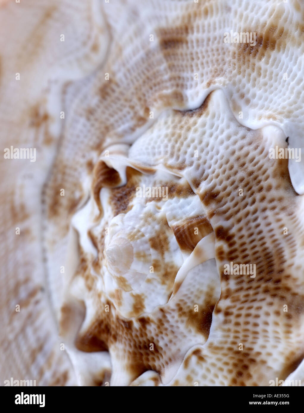 Shell bump hi-res stock photography and images - Alamy