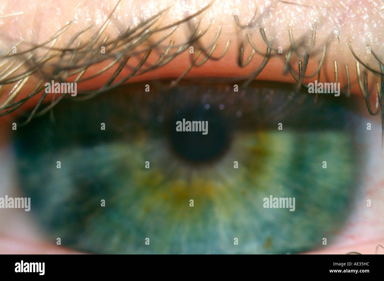 Green grey eye, detail Stock Photo - Alamy