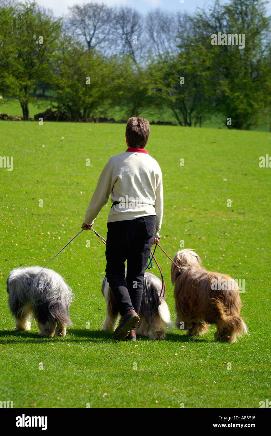 English countryside walking dogs spring hi-res stock photography and ...