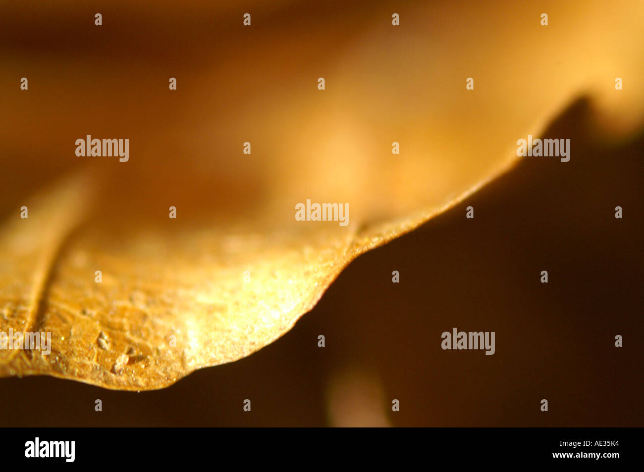Orange curved edge orange dry leaf hi-res stock photography and images ...