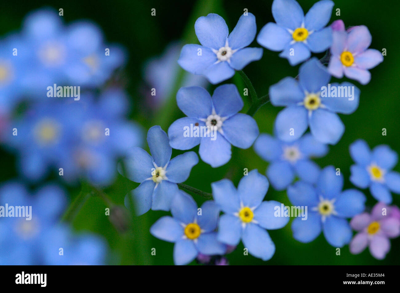 Not blooming hi-res stock photography and images - Alamy