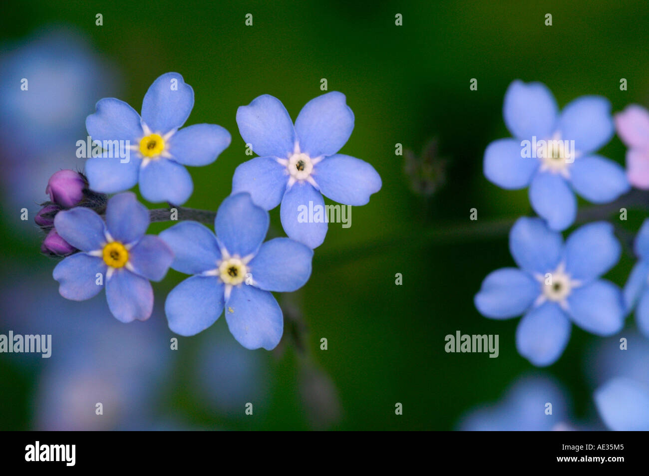 Not blooming hi-res stock photography and images - Alamy