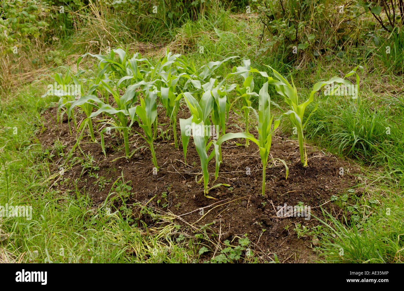 Sweetcorn growing hi-res stock photography and images - Alamy