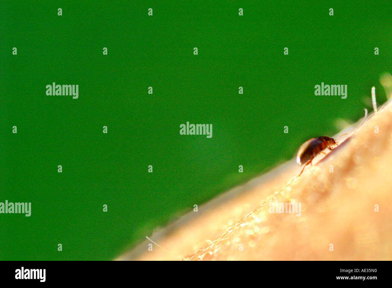 Beetle running on human skin Stock Photo - Alamy