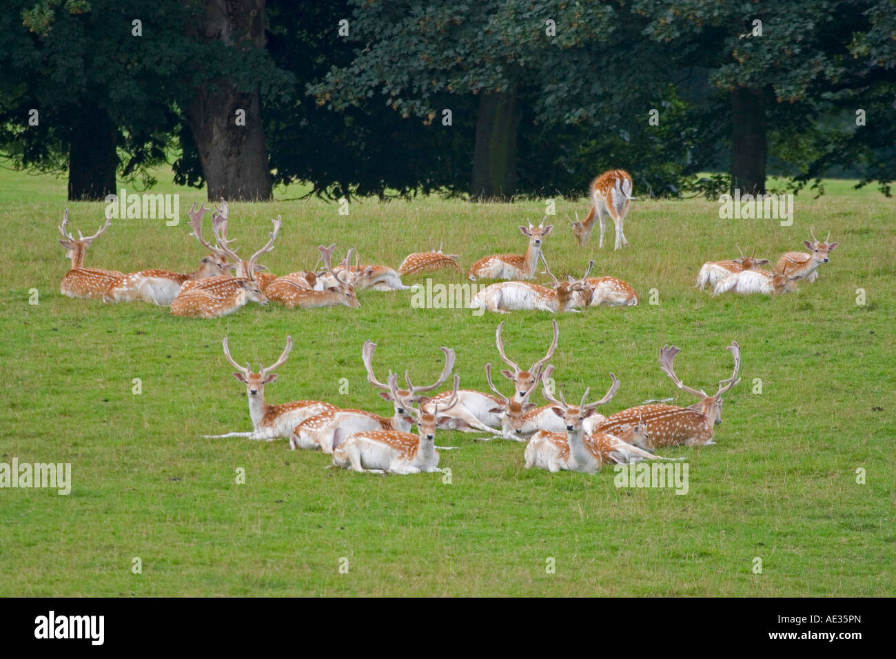 Fallow Deer Stags Stock Photo - Alamy