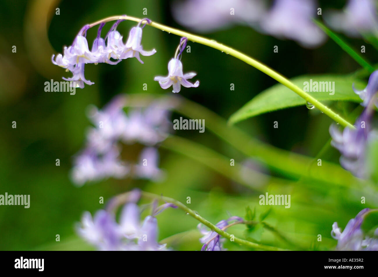 Blue bells in garden hi-res stock photography and images - Alamy