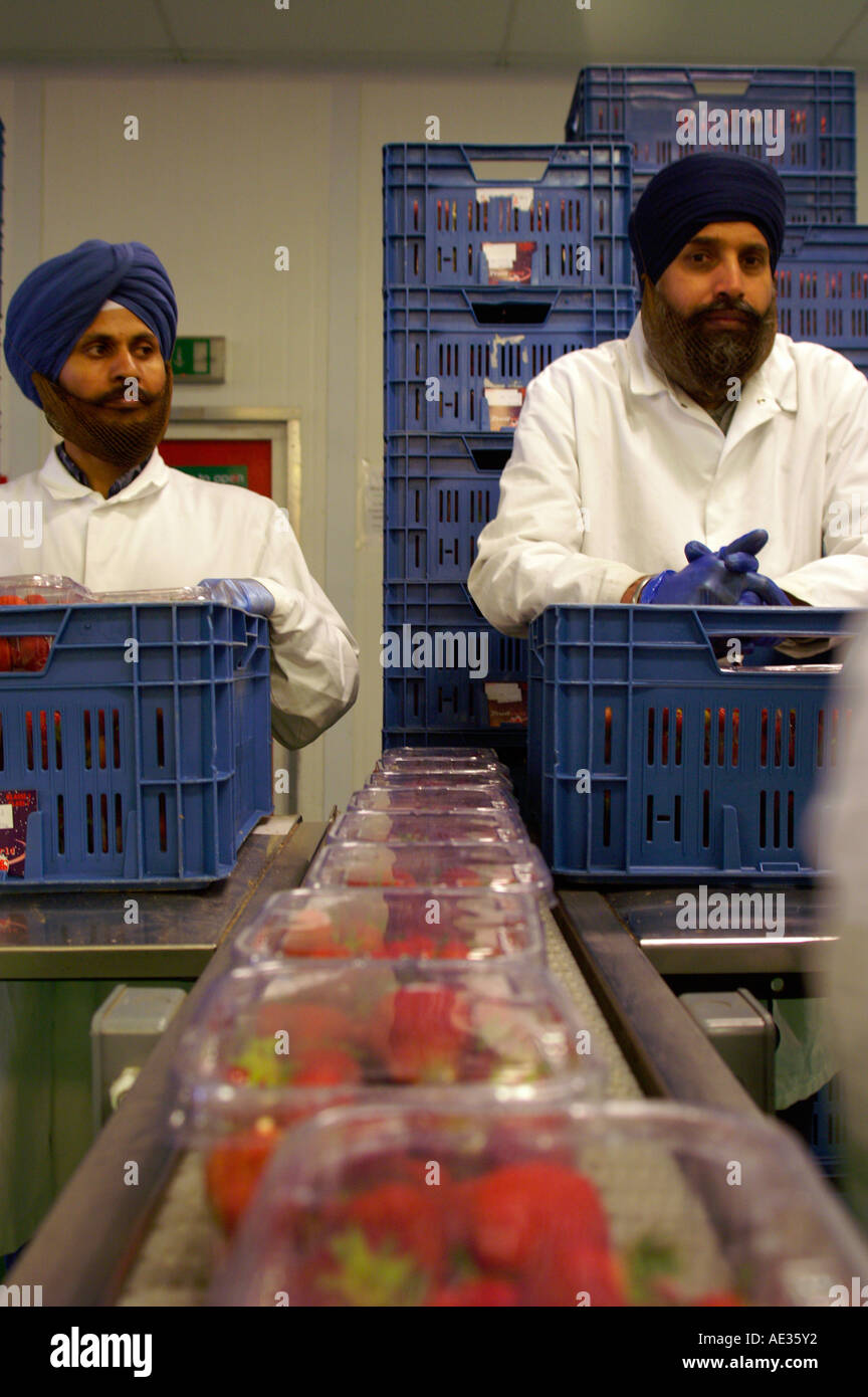 Desperate workers in packhouse, England Stock Photo - Alamy