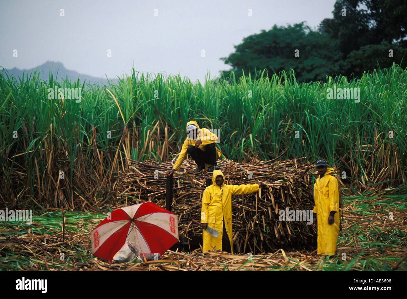 Fiji, Sugar cane workers, Viti Levu Stock Photo - Alamy