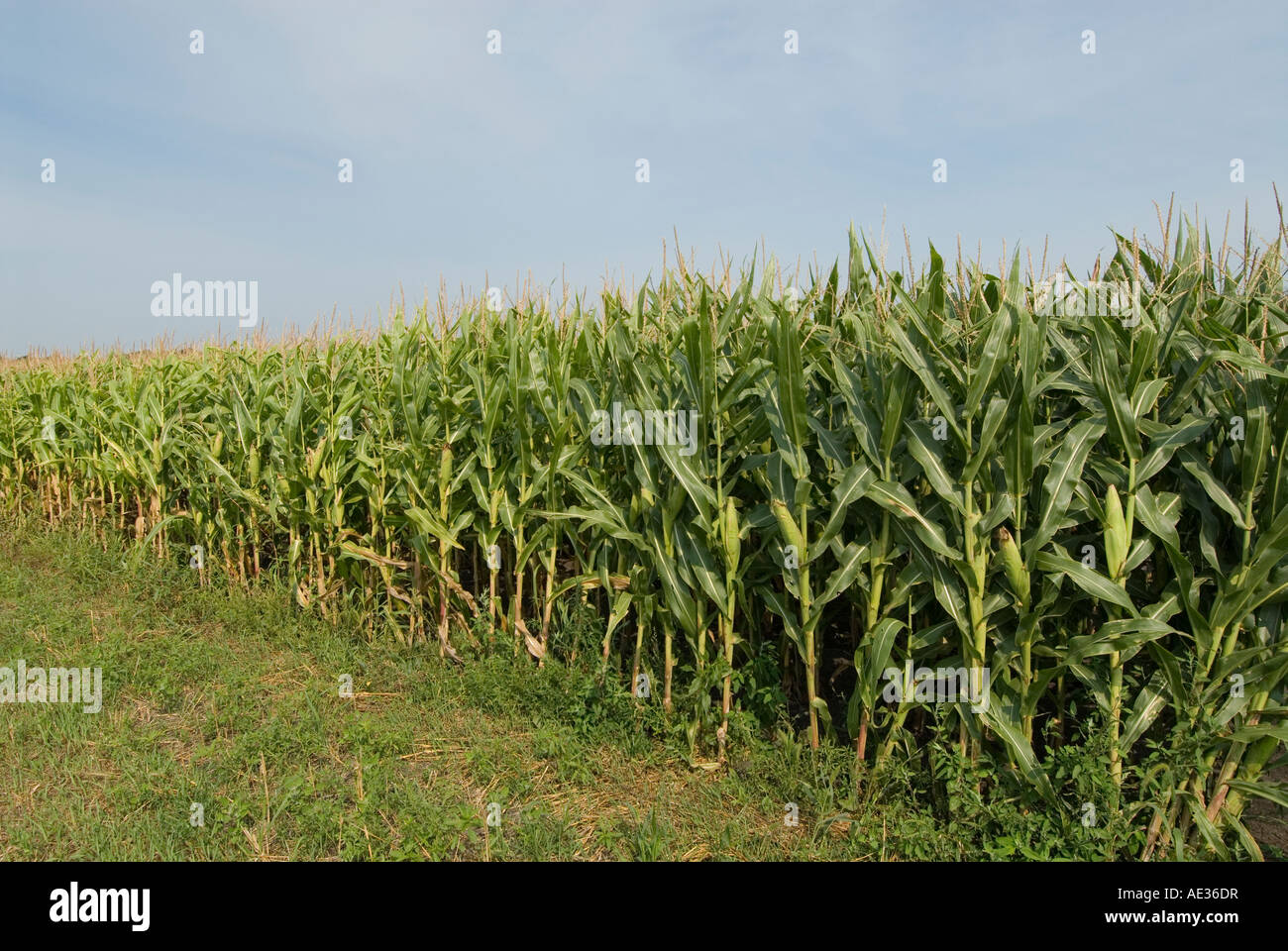 Minnesota agriculture corn and soybeans are the two main crops of ...