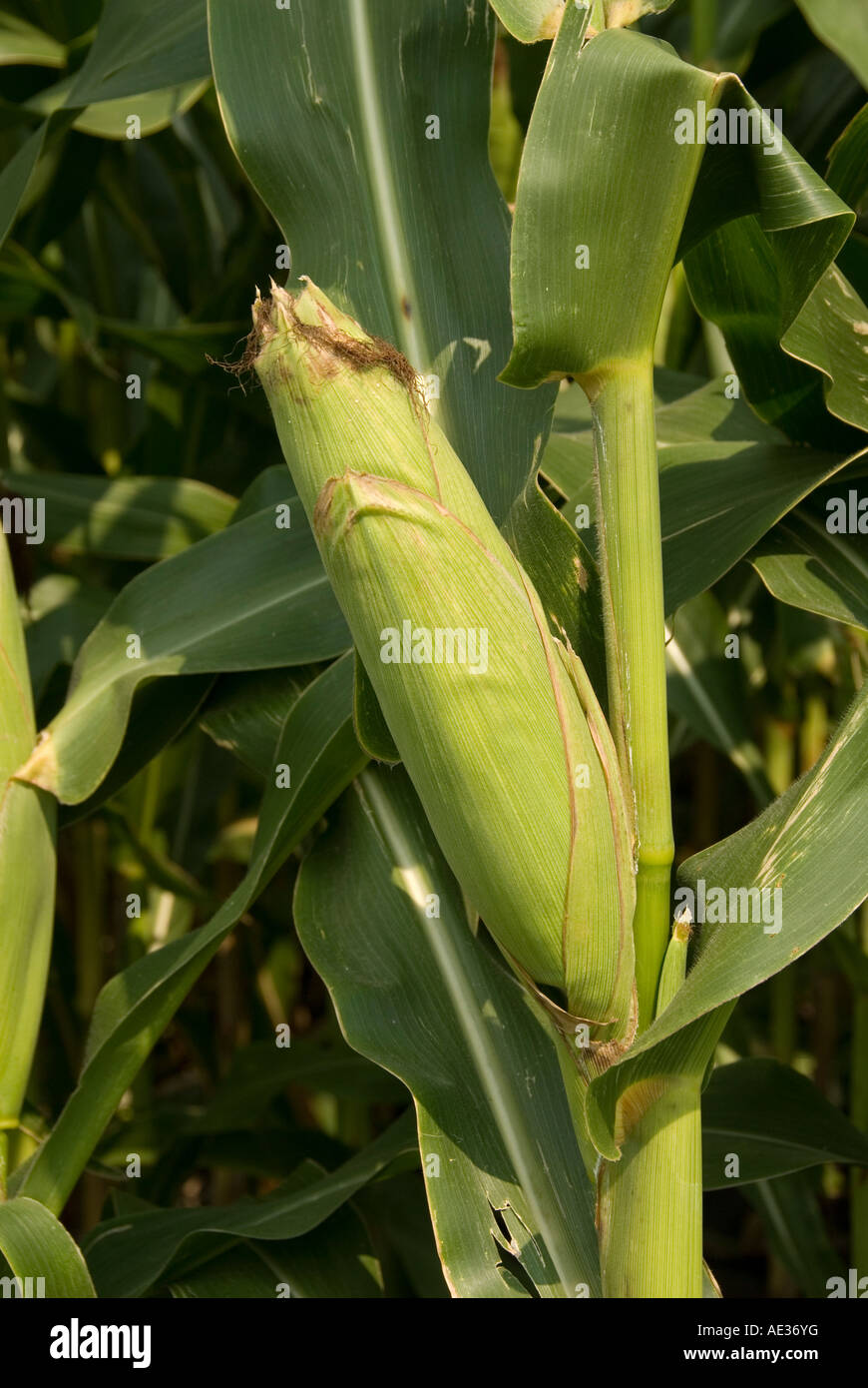 Minnesota agriculture corn and soybeans are the two main crops of ...